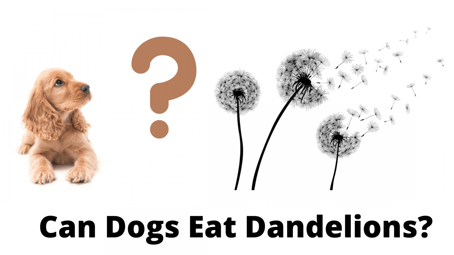 Can Dogs Eat Dandelions? Everything You Need To Know About!
