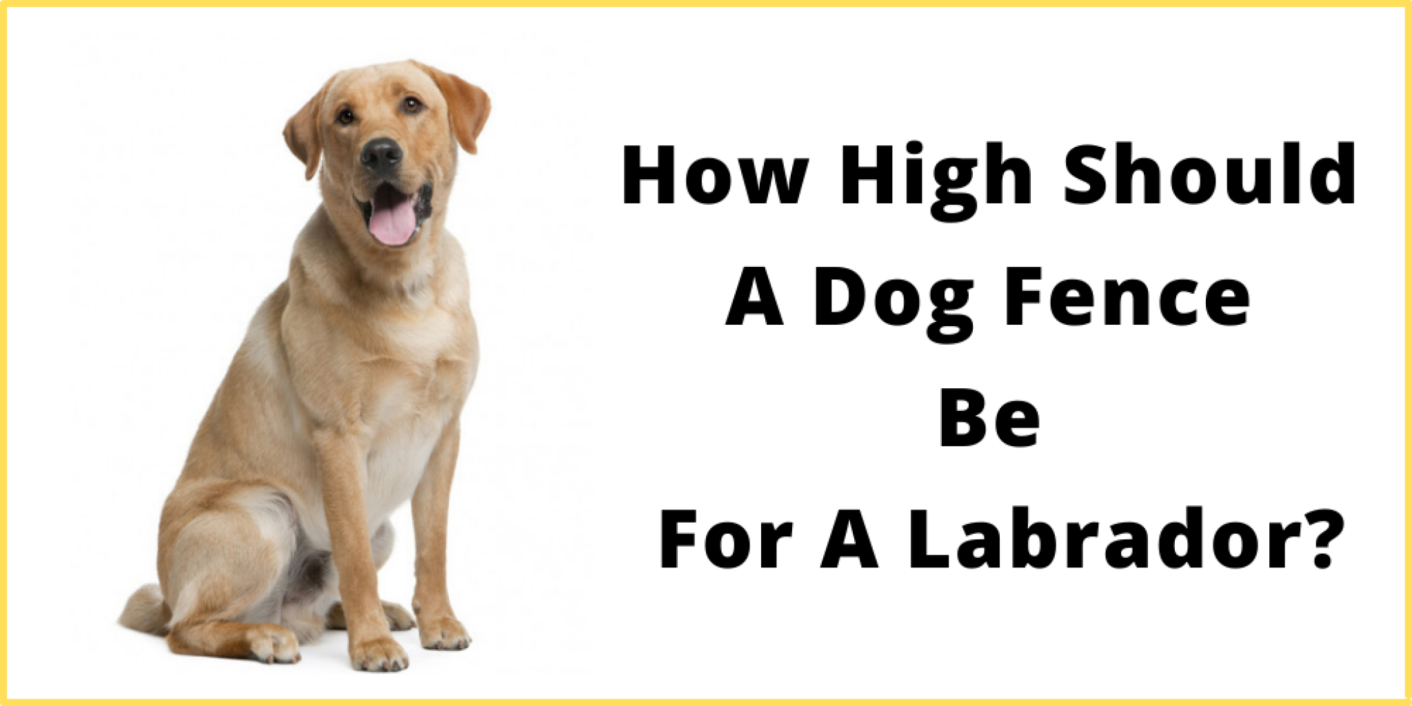 How High Should A Dog Fence Be For A Labrador?
